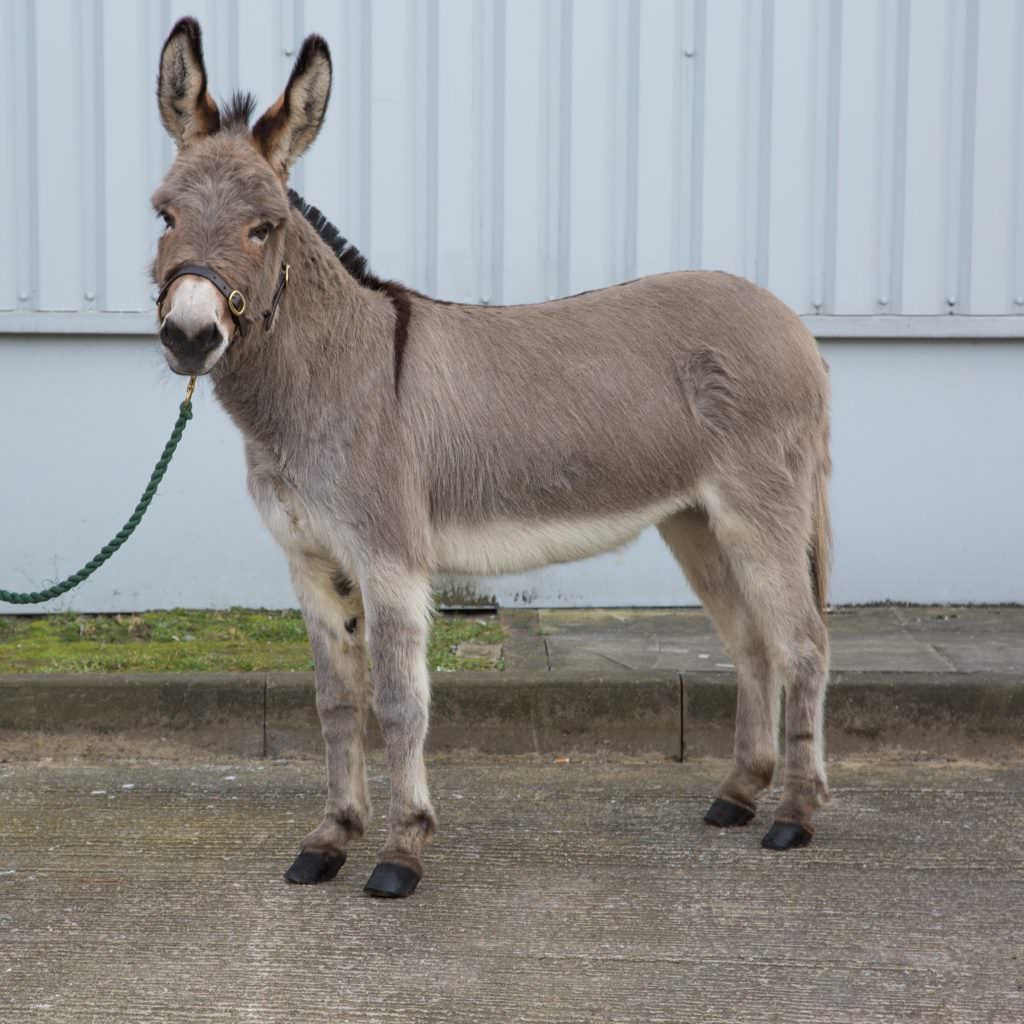 Grey Donkey 1 - A-Z Animals