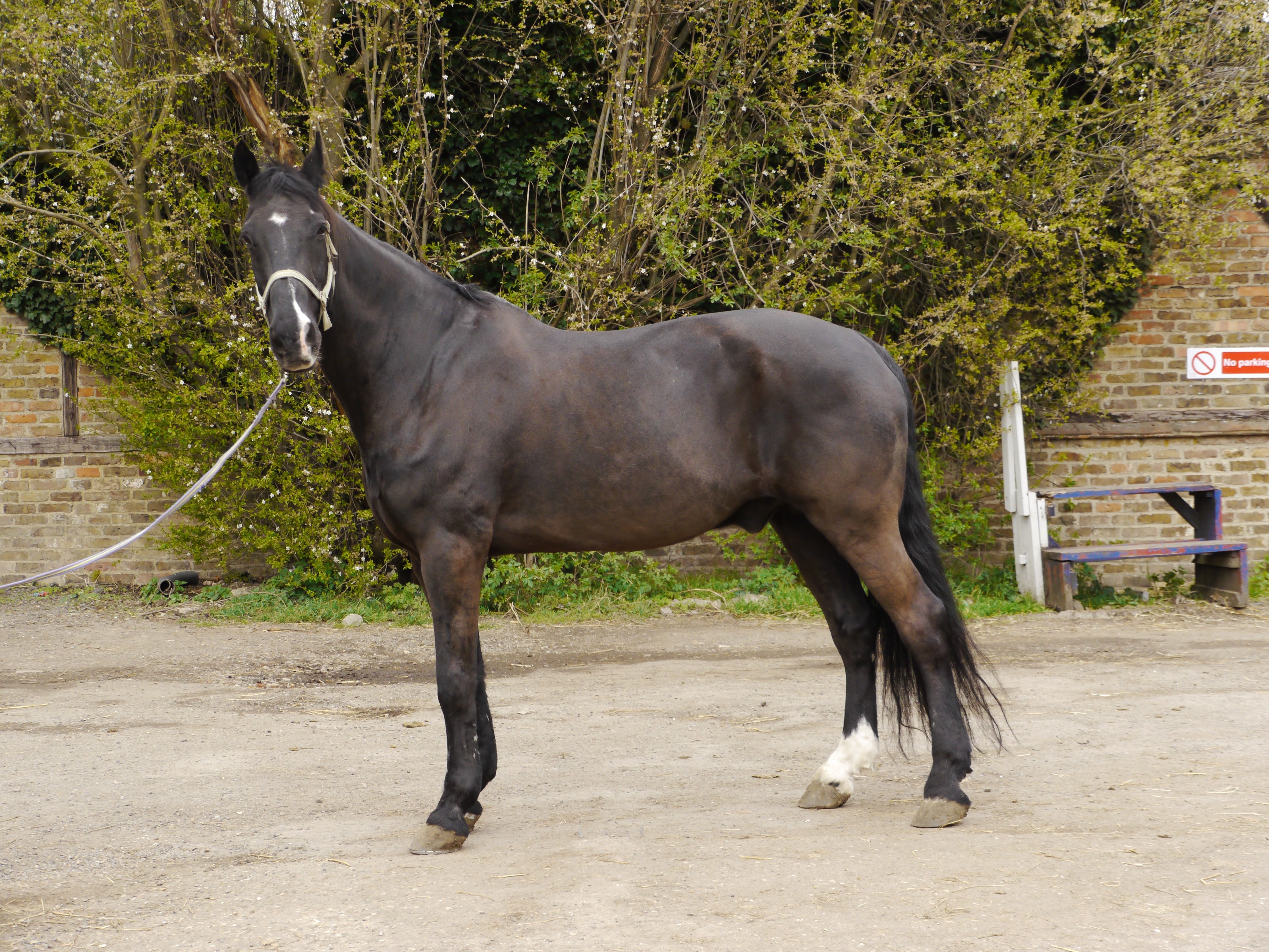 Bay Stallion
