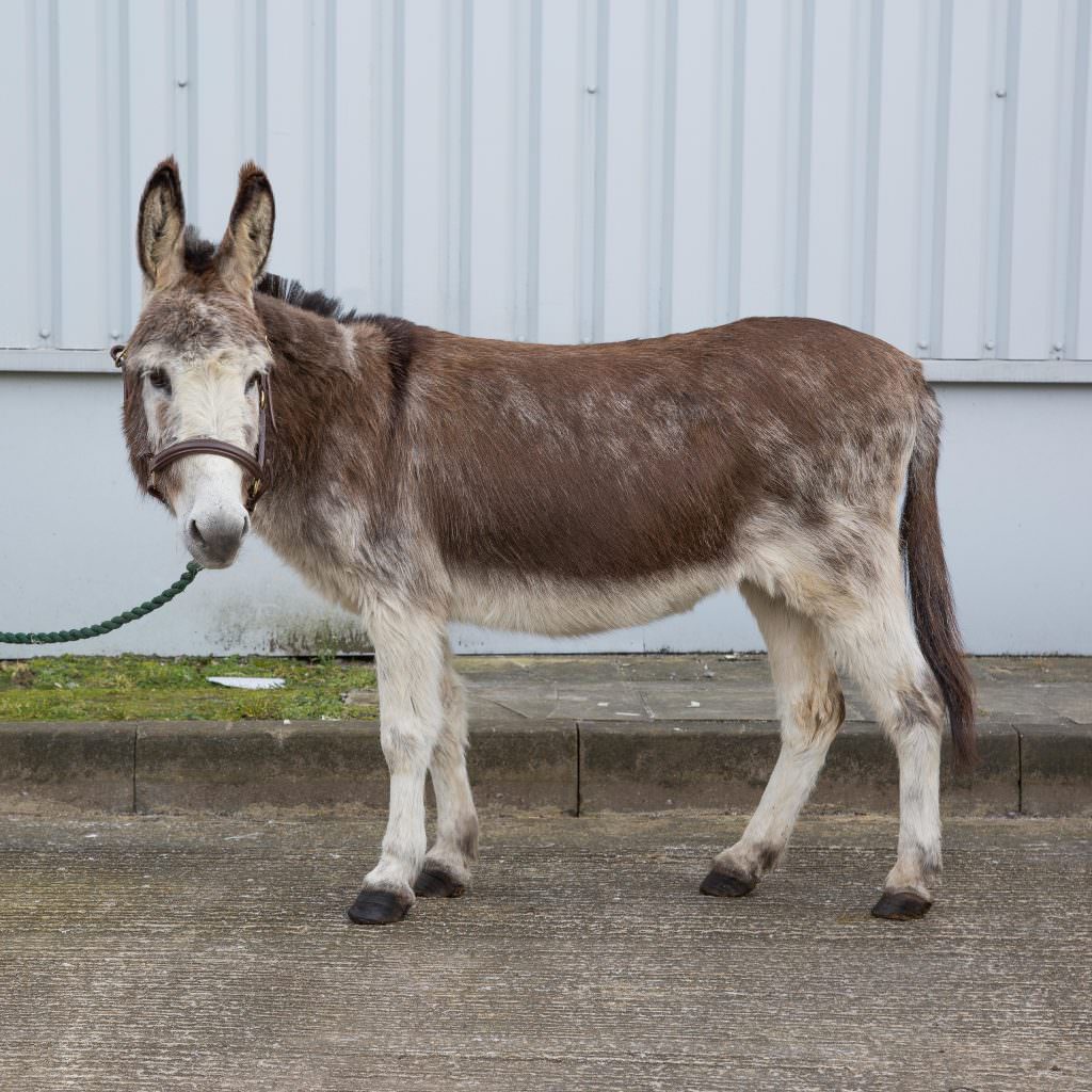 Brown & White Donkey 3 - A-Z Animals
