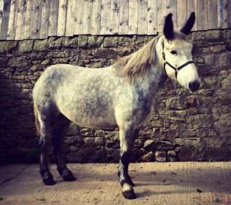 Grey & White Mule 2 - A-Z Animals