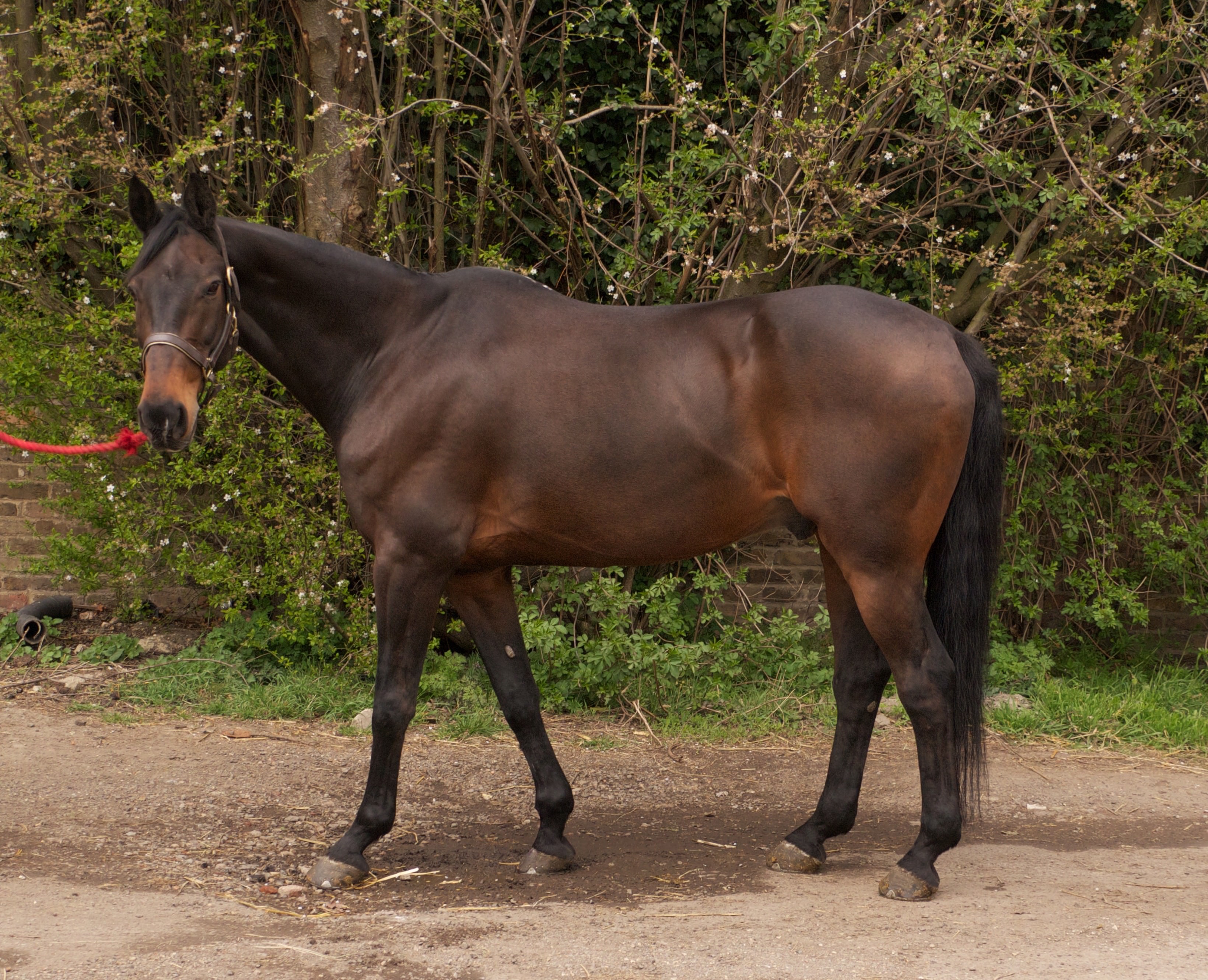 Bay Thoroughbred Horses