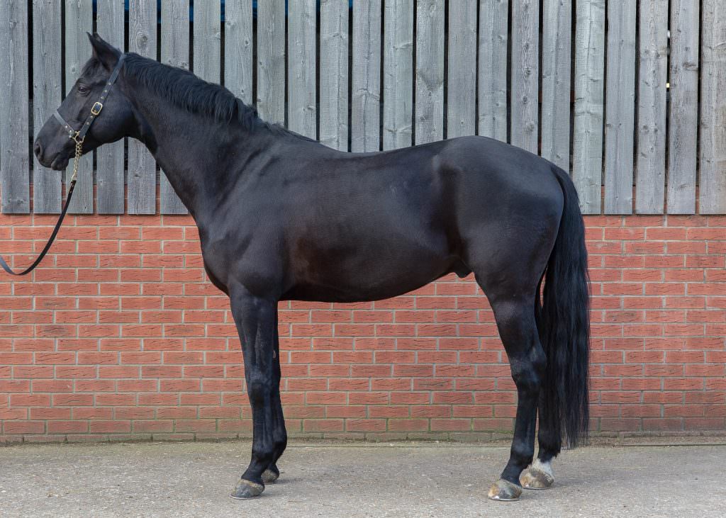 Trakehner - A-Z Animals