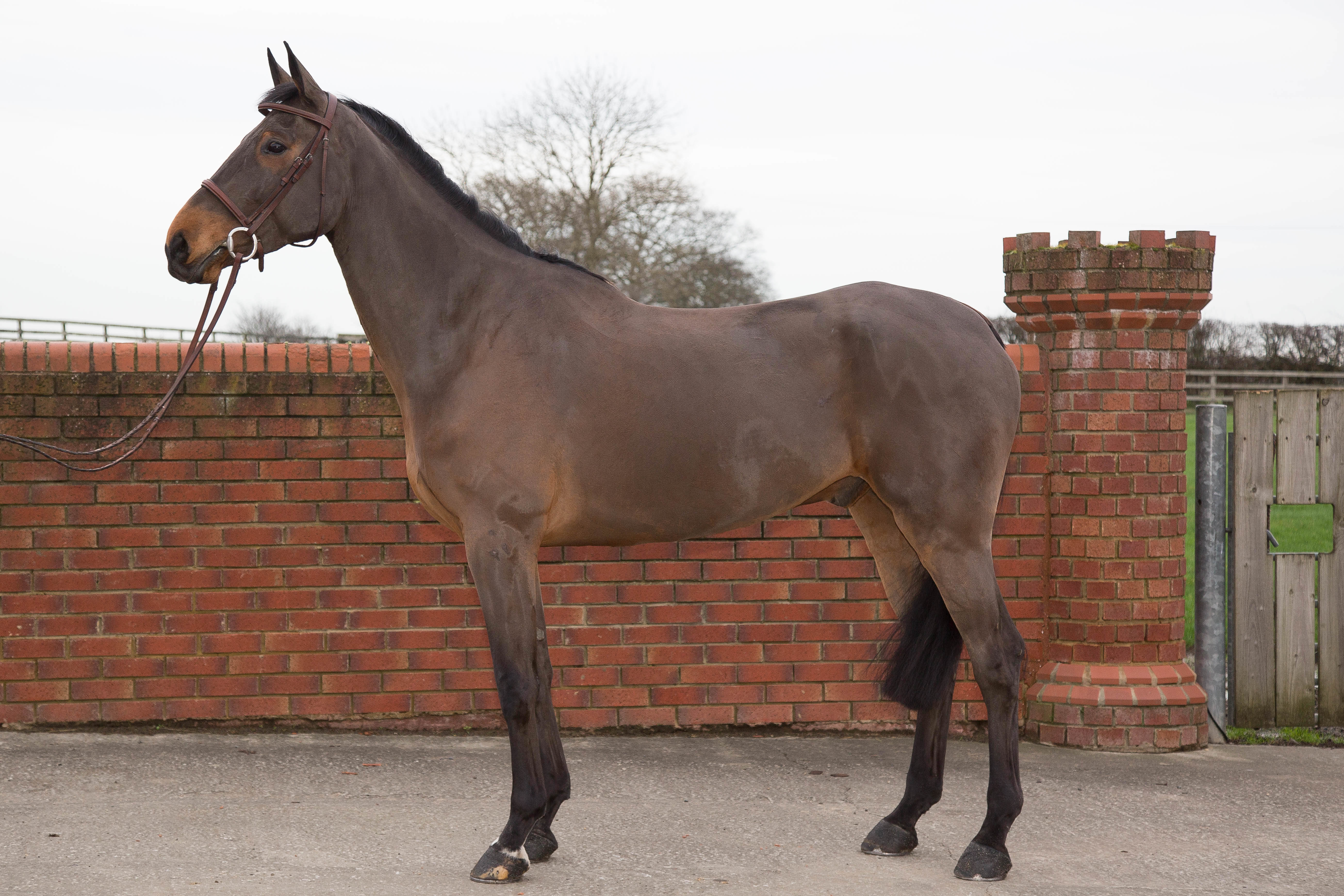 Bay Thoroughbred Horses