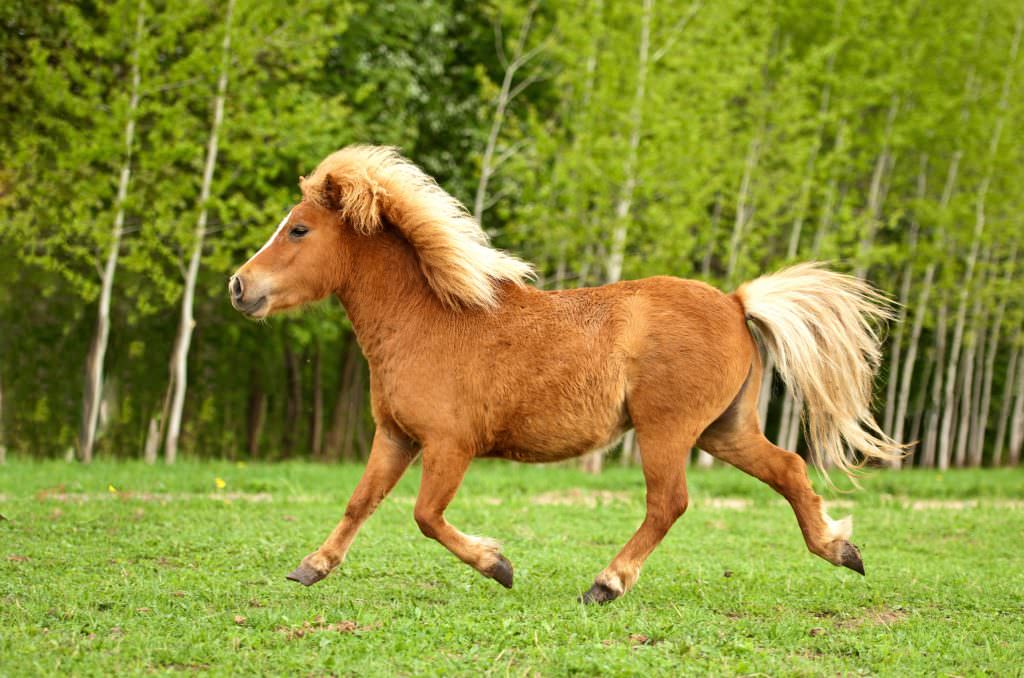 Chestnut Shetland - A-Z Animals