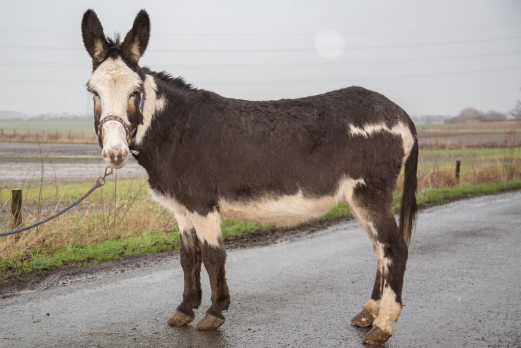 Brown & White Donkey 2 - A-Z Animals