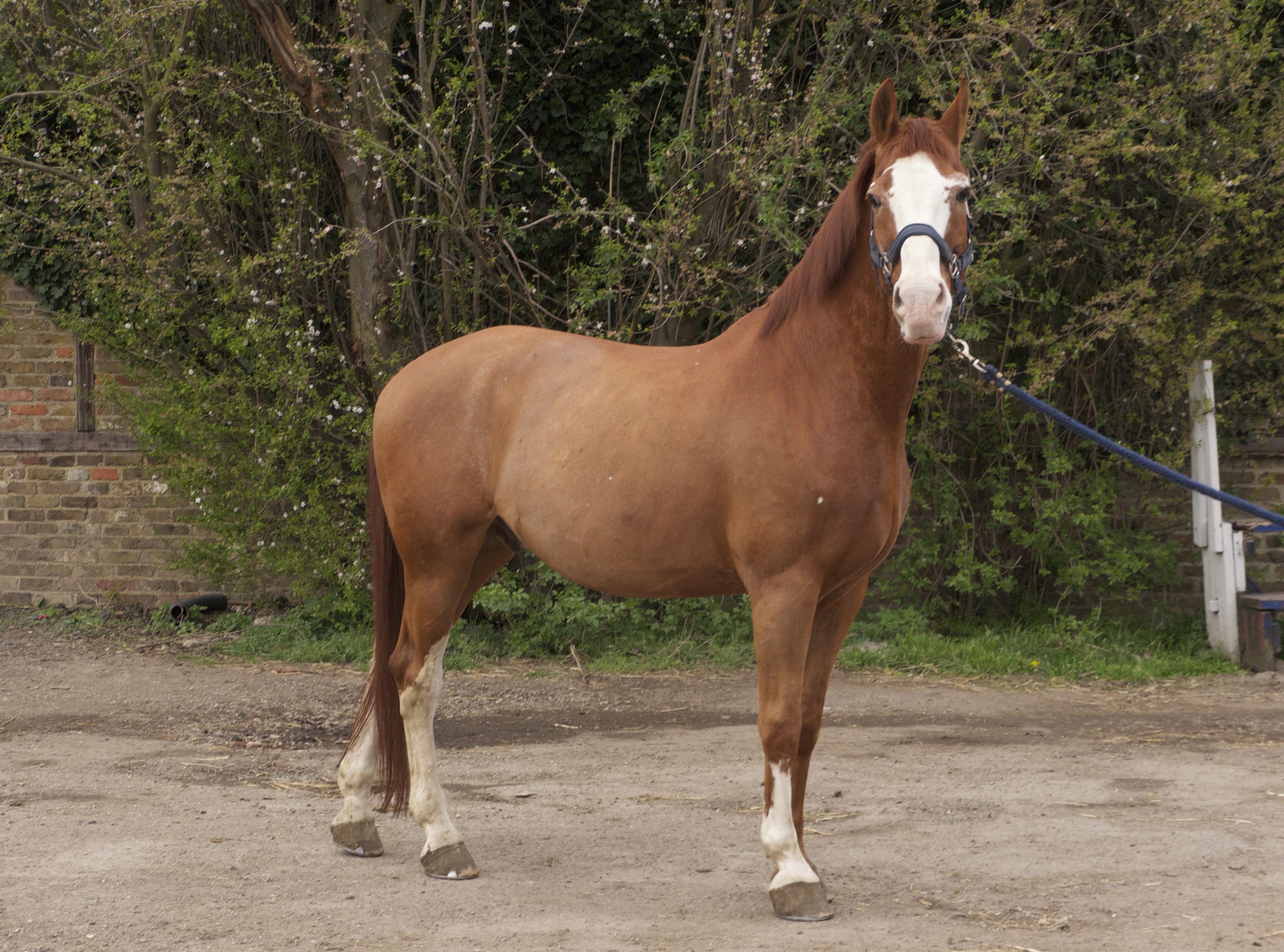 Chestnut Thoroughbred Stallion