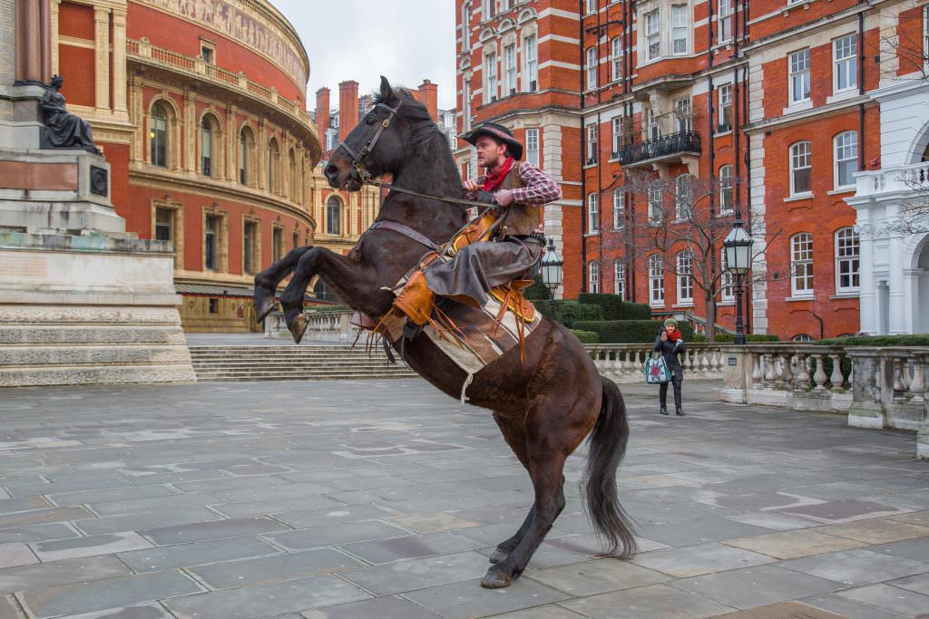 Rent Stunt Horses for Advertising, Filming, Photography and Events - A ...