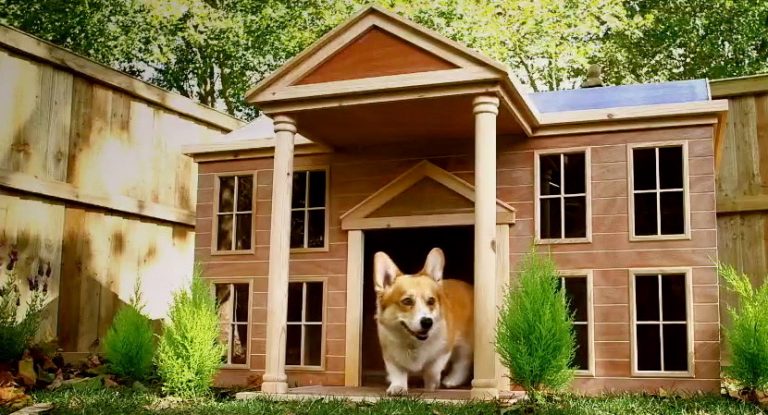 Corgi 1 - A-Z Animals