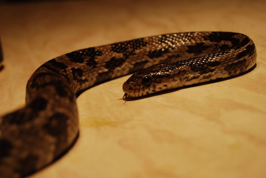 Black Corn Snake - A-Z Animals