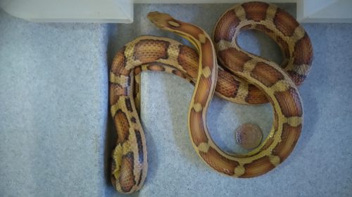 Caramel Motley Jungle Corn Snake - A-Z Animals