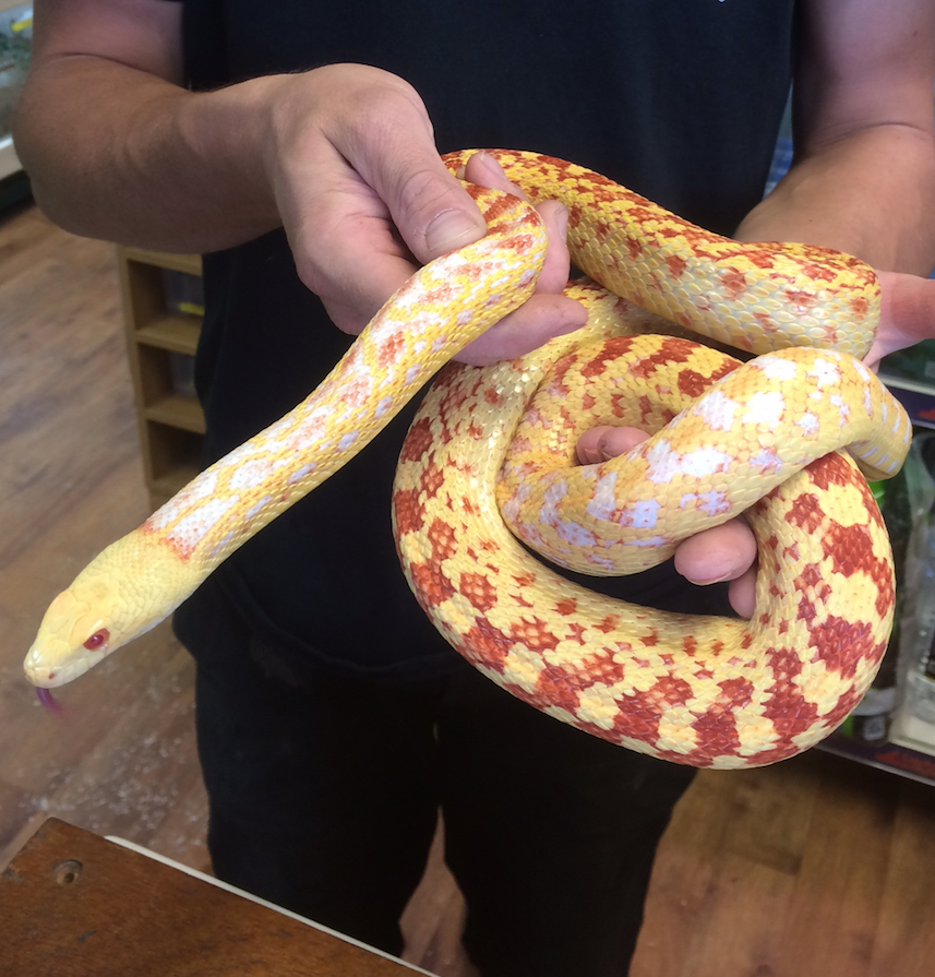 Corn Snake 2 - A-Z Animals