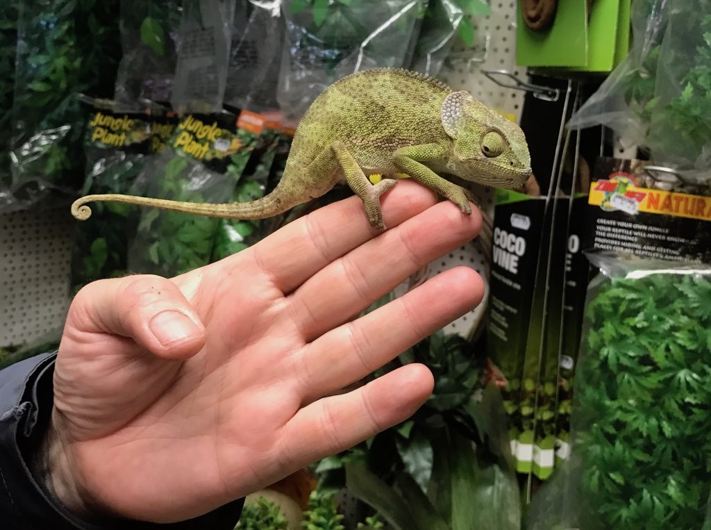 Flap Neck Chameleon - A-Z Animals