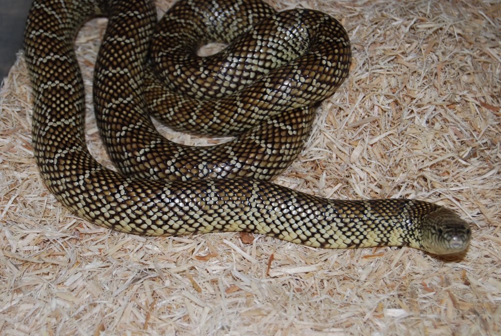 Florida King Snake - A-Z Animals