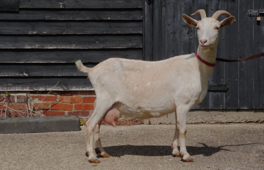 Rent Goats for Advertising, Filming, Photography and Events - A-Z Animals