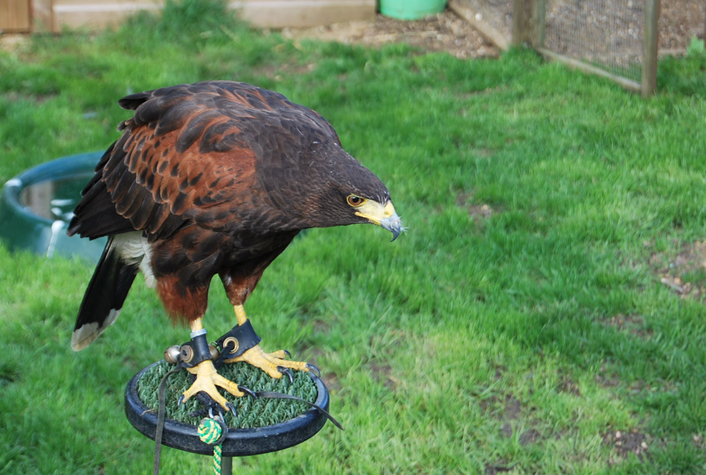 Harris Hawk 1 - A-Z Animals