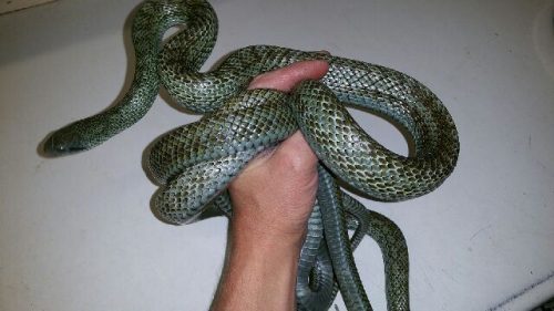 Japanese Rat Snake - A-Z Animals