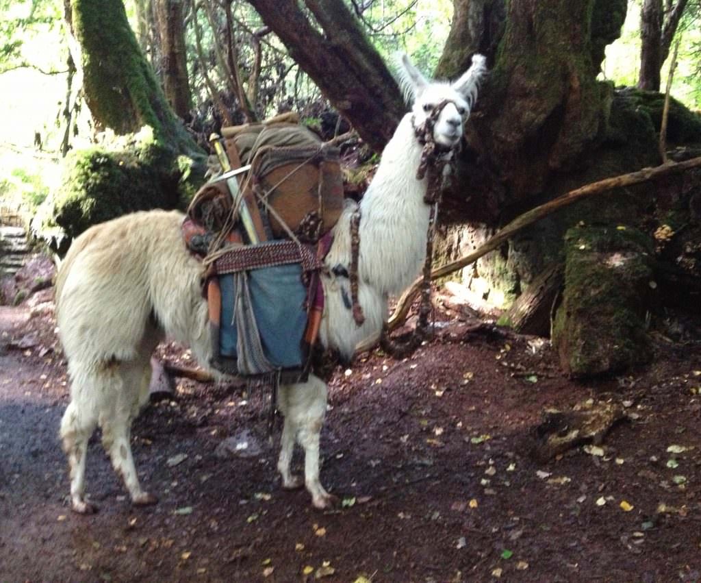 Rent Llamas for Advertising, Filming, Photography and Events - A-Z Animals