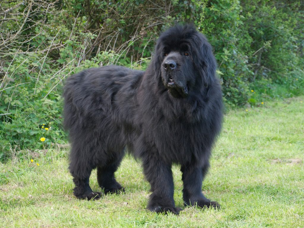 Newfoundland 2 - A-Z Animals