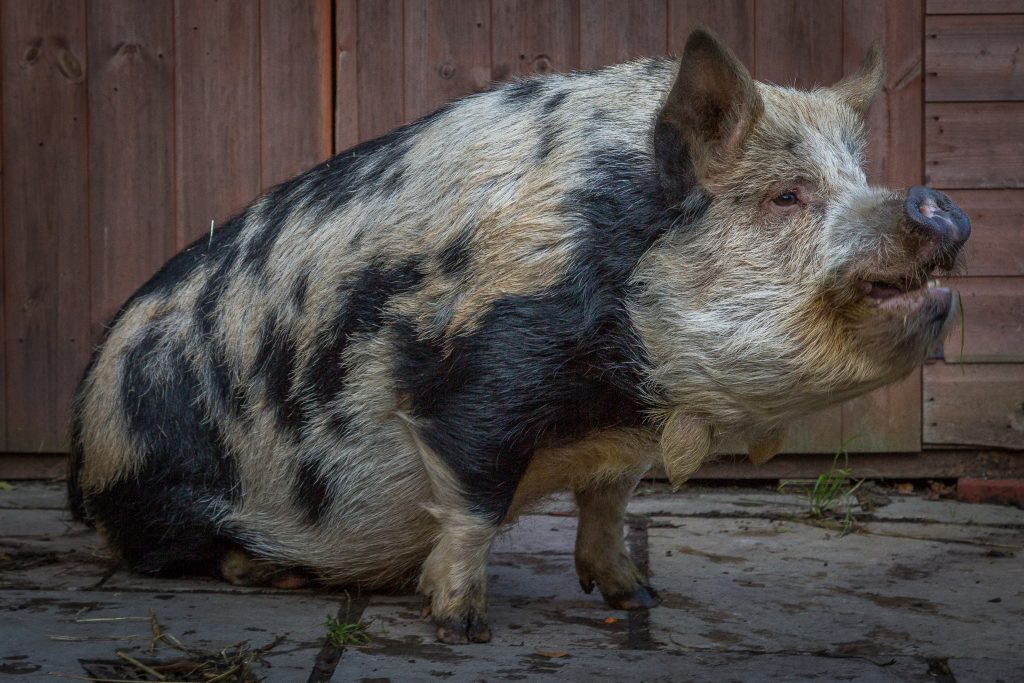 Pig Crackling - A-Z Animals
