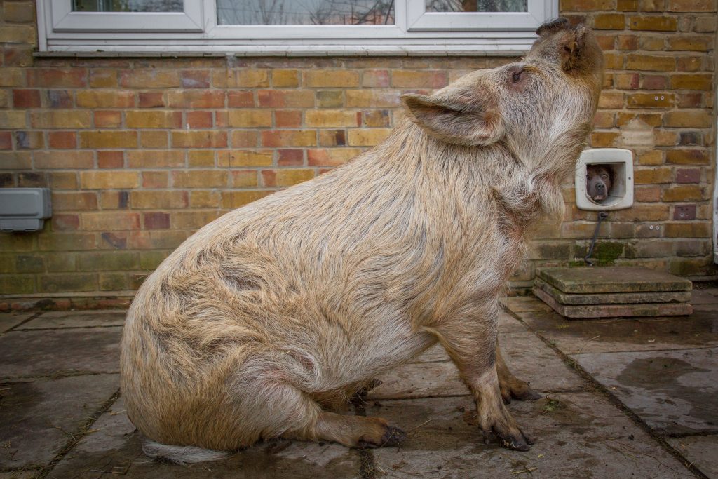 Pig Snout - A-Z Animals