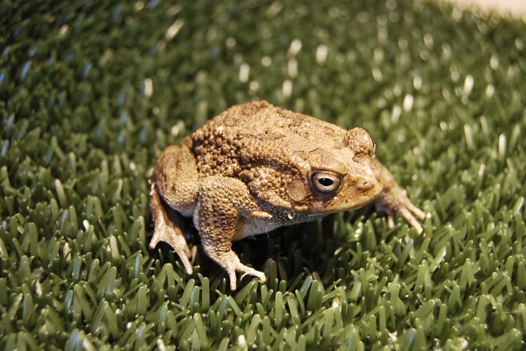 Toad 2 - A-Z Animals