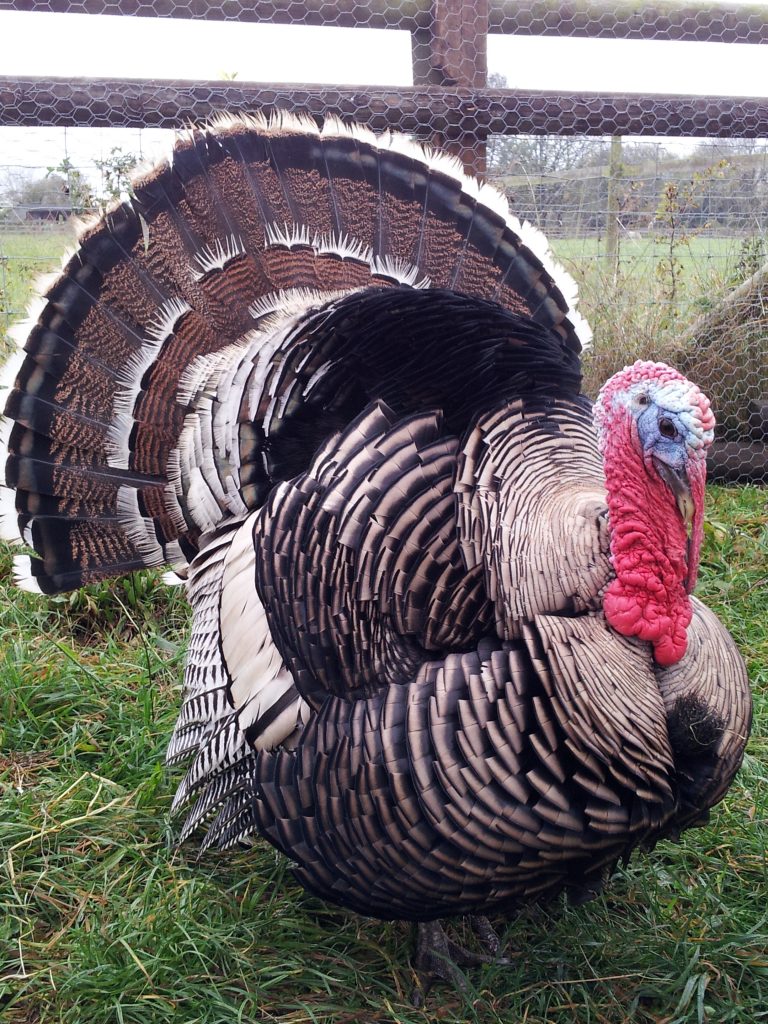 Turkey - A-Z Animals