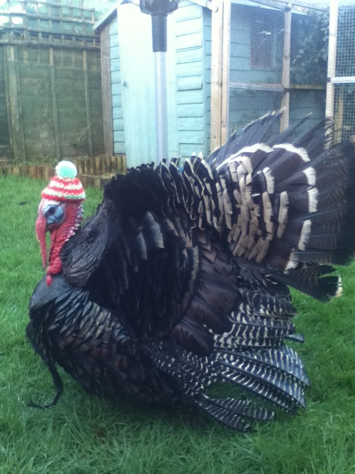 Turkey Hat - A-Z Animals