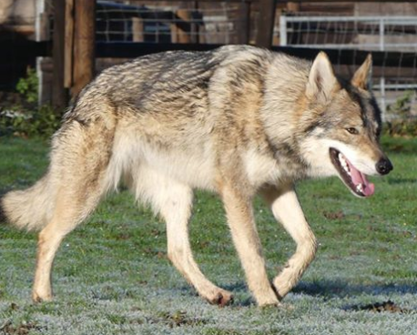 Rent Wolves for Advertising, Filming, Photography and Events - A-Z Animals