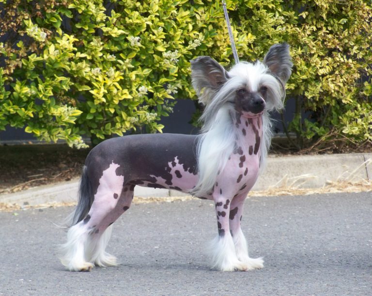 Chinese Crested 1 - A-Z Animals