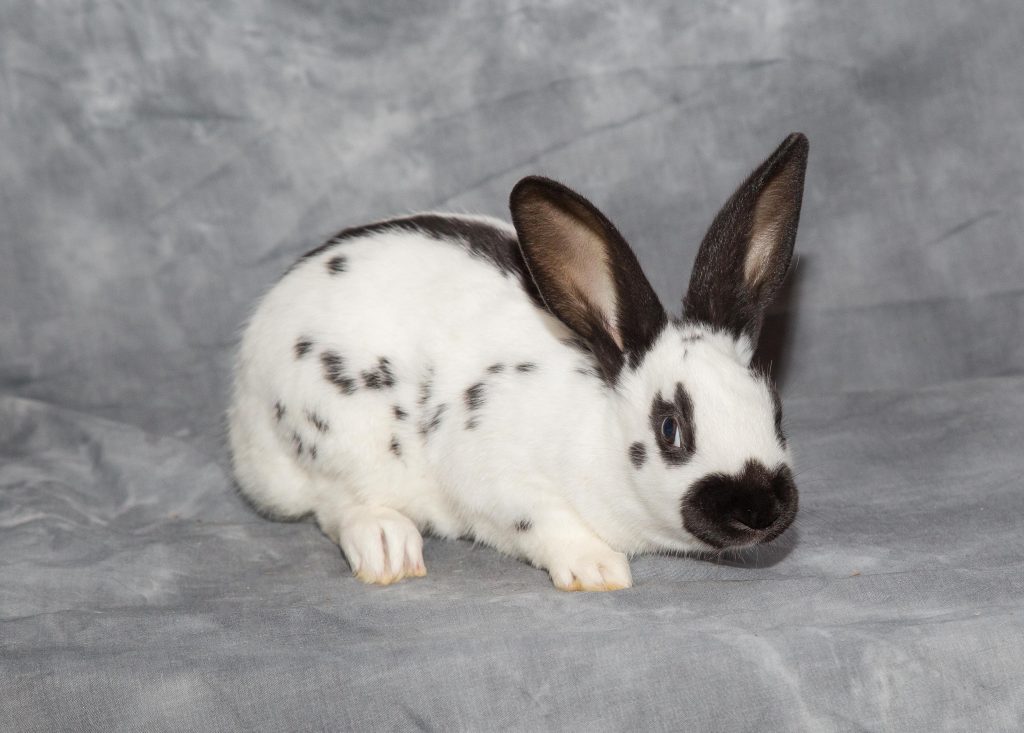 Black & White Rabbit 2 - A-Z Animals