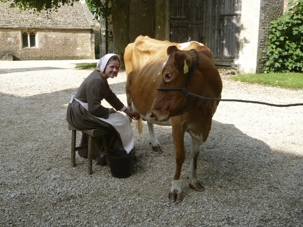 Brown Milking Cow - A-Z Animals