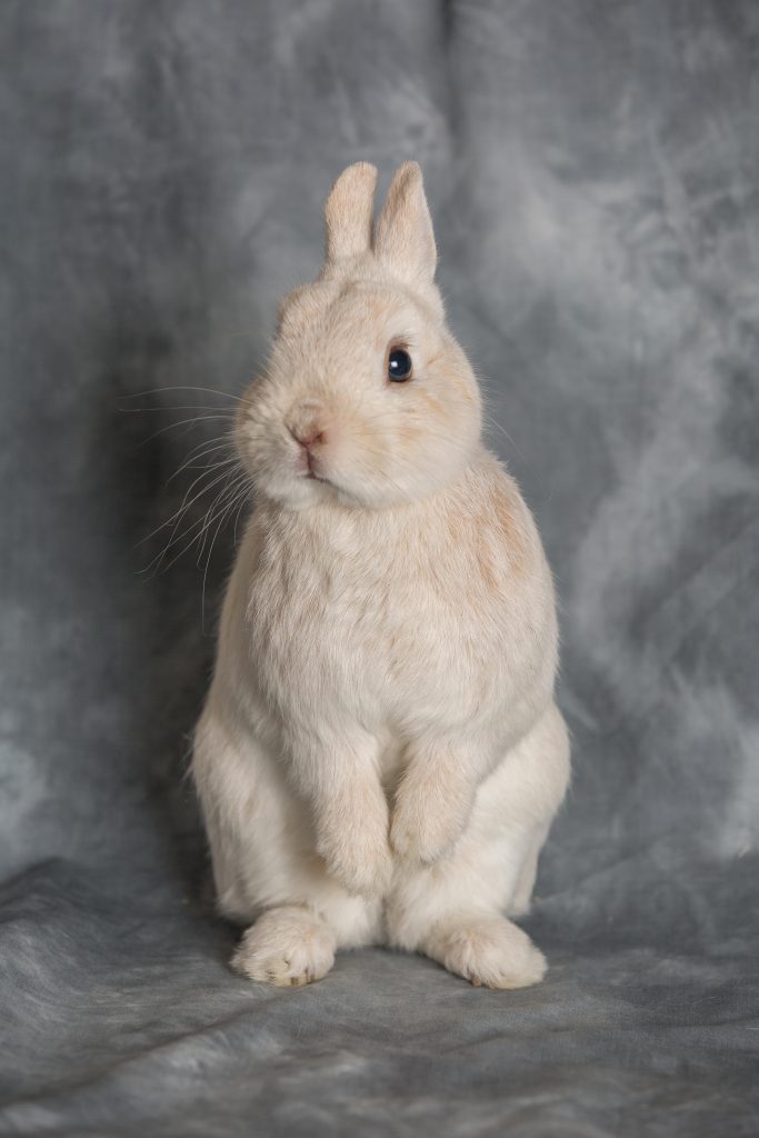 Dwarf Rabbit - A-Z Animals
