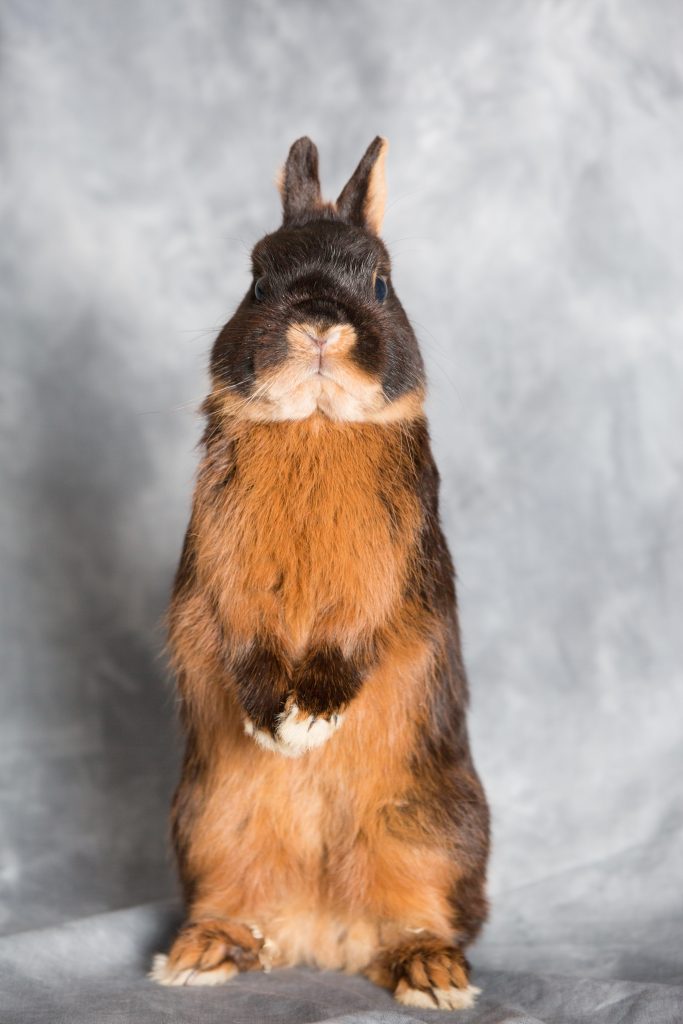 Dwarf Rabbit 3 - A-Z Animals