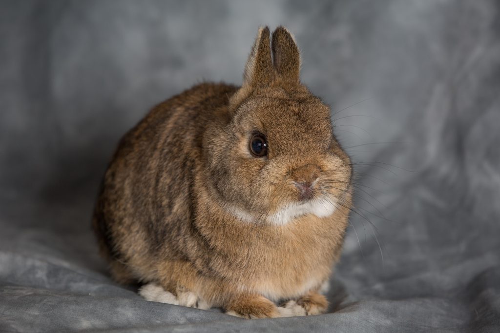 Dwarf Rabbit 4 - A-Z Animals