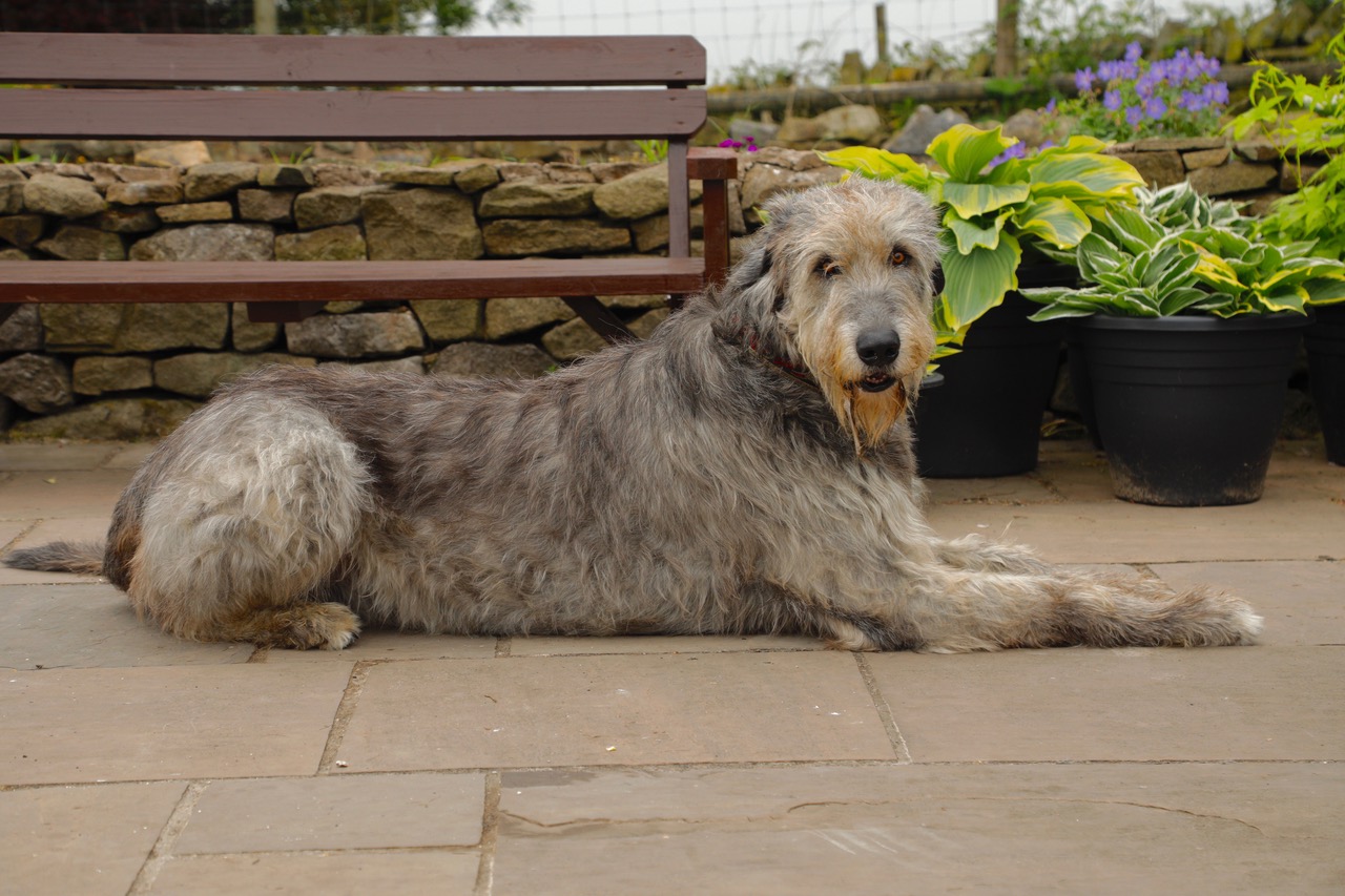 Irish Wolfhound 4 - A-Z Animals