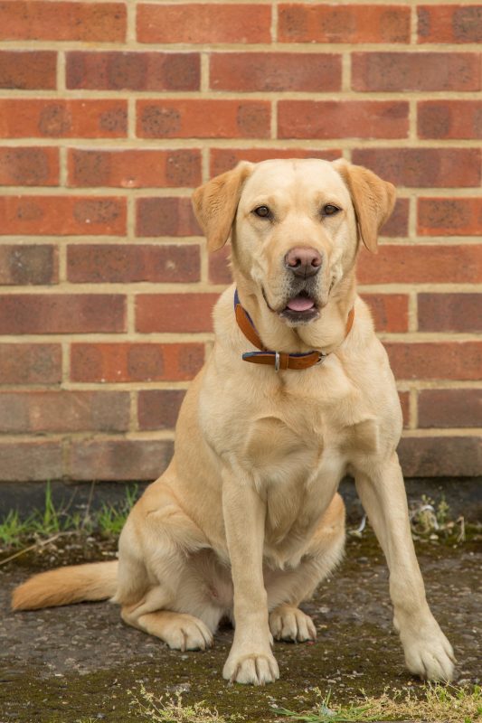 Yellow Labrador - A-Z Animals