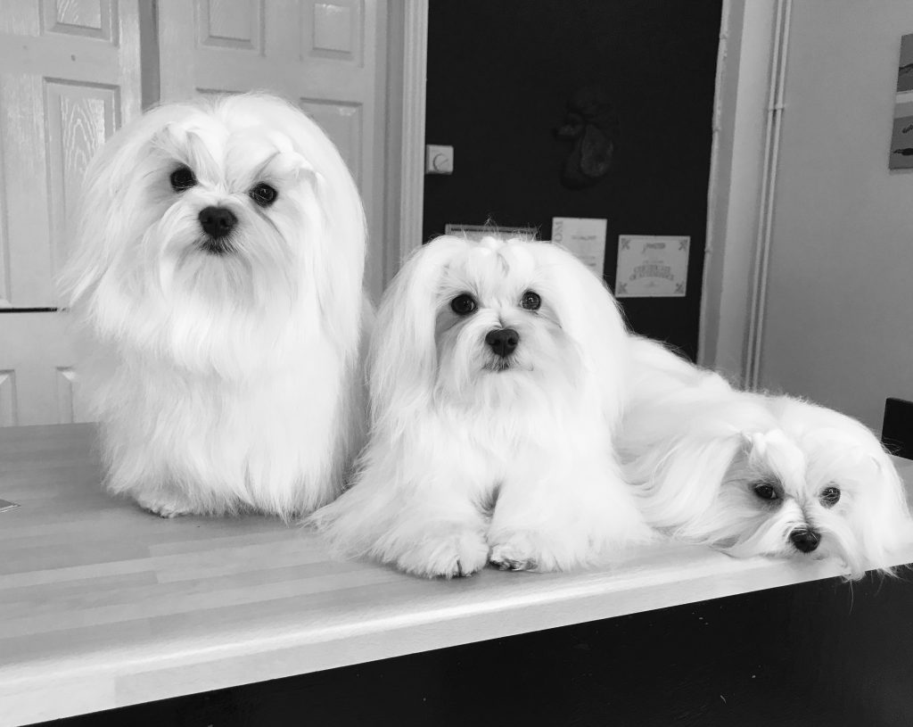 Maltese - A-Z Animals