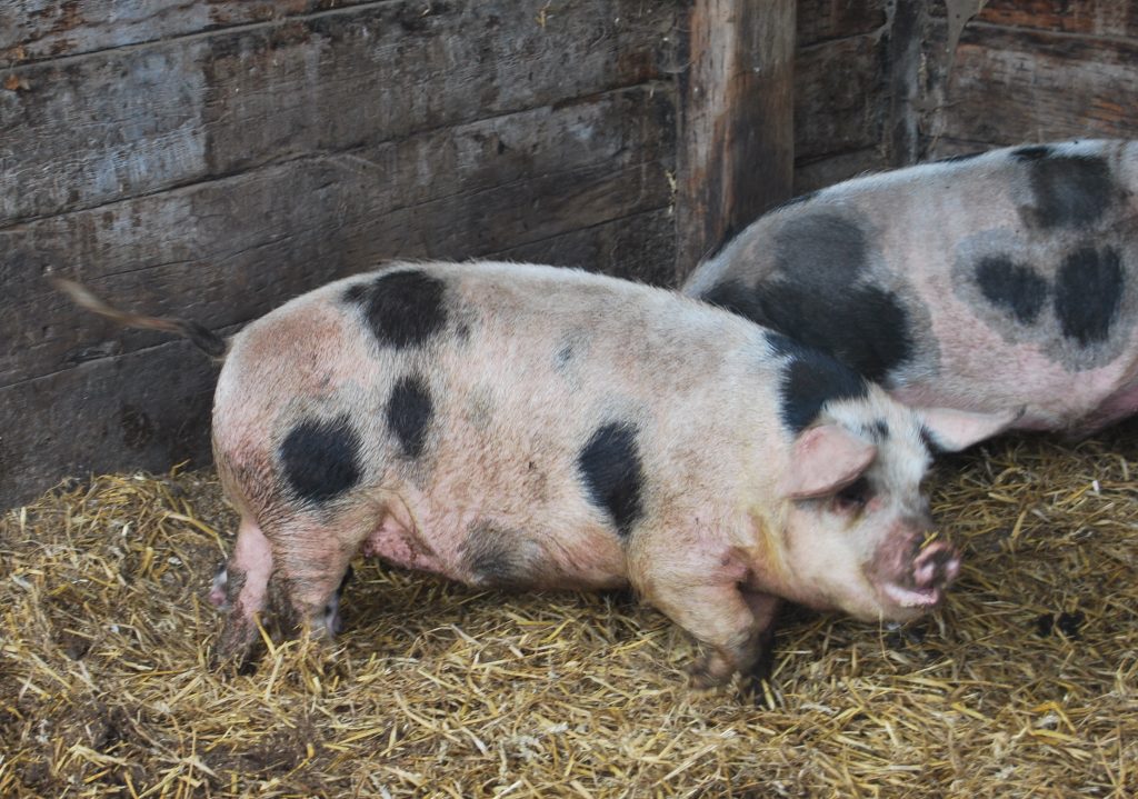 Old Spot Pig 2 - A-Z Animals