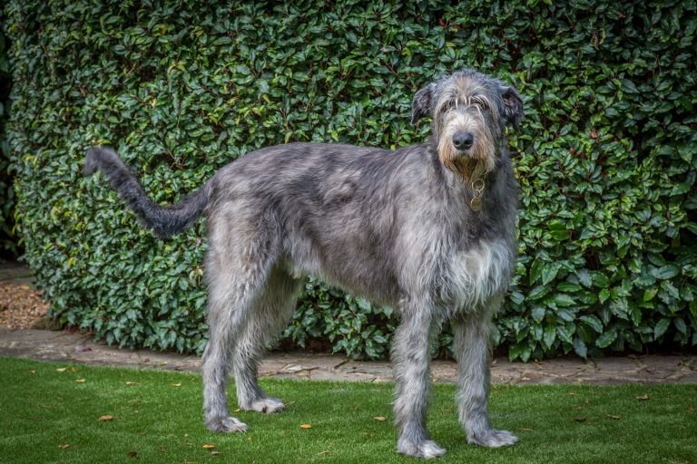 Irish Wolfhound 5 - A-Z Animals