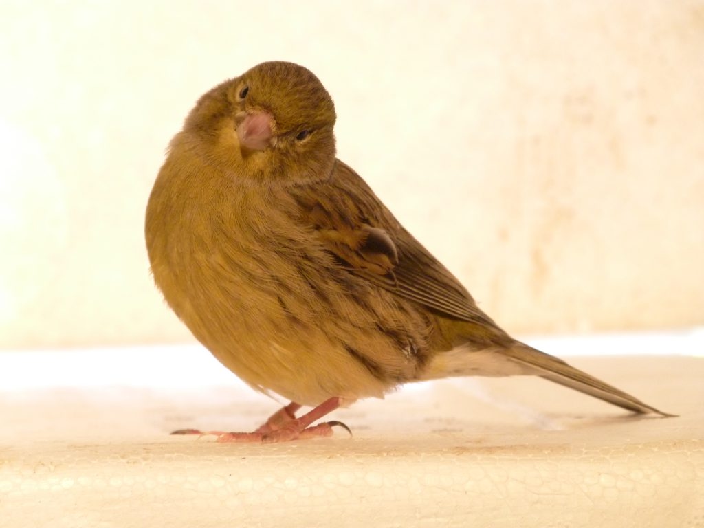 Canary 1 - A-Z Animals