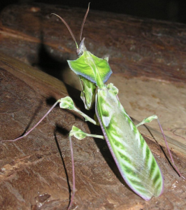 Devil Mantis - A-Z Animals