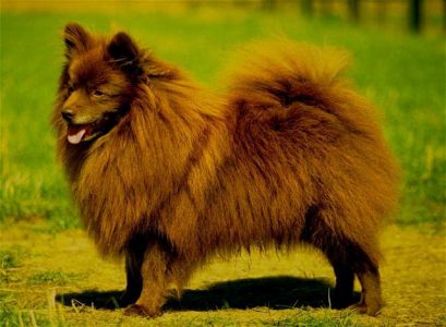 German Spitz - A-Z Animals