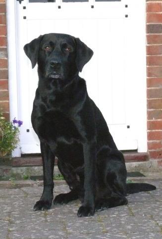 Labrador (Black) - A-Z Animals