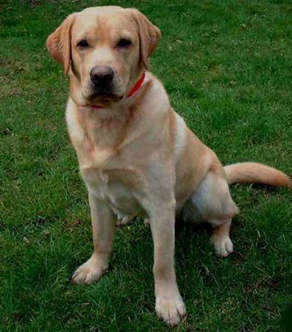 Labrador (Yellow) - A-Z Animals