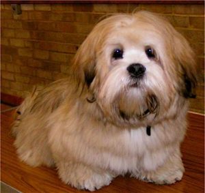 Lhasa Apso - A-Z Animals