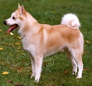 Norwegian Buhund - A-Z Animals