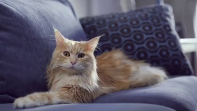 O2 - Be More Dog - A-Z Animals