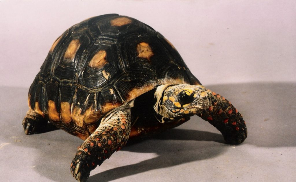 Red Legged Tortoise - A-Z Animals