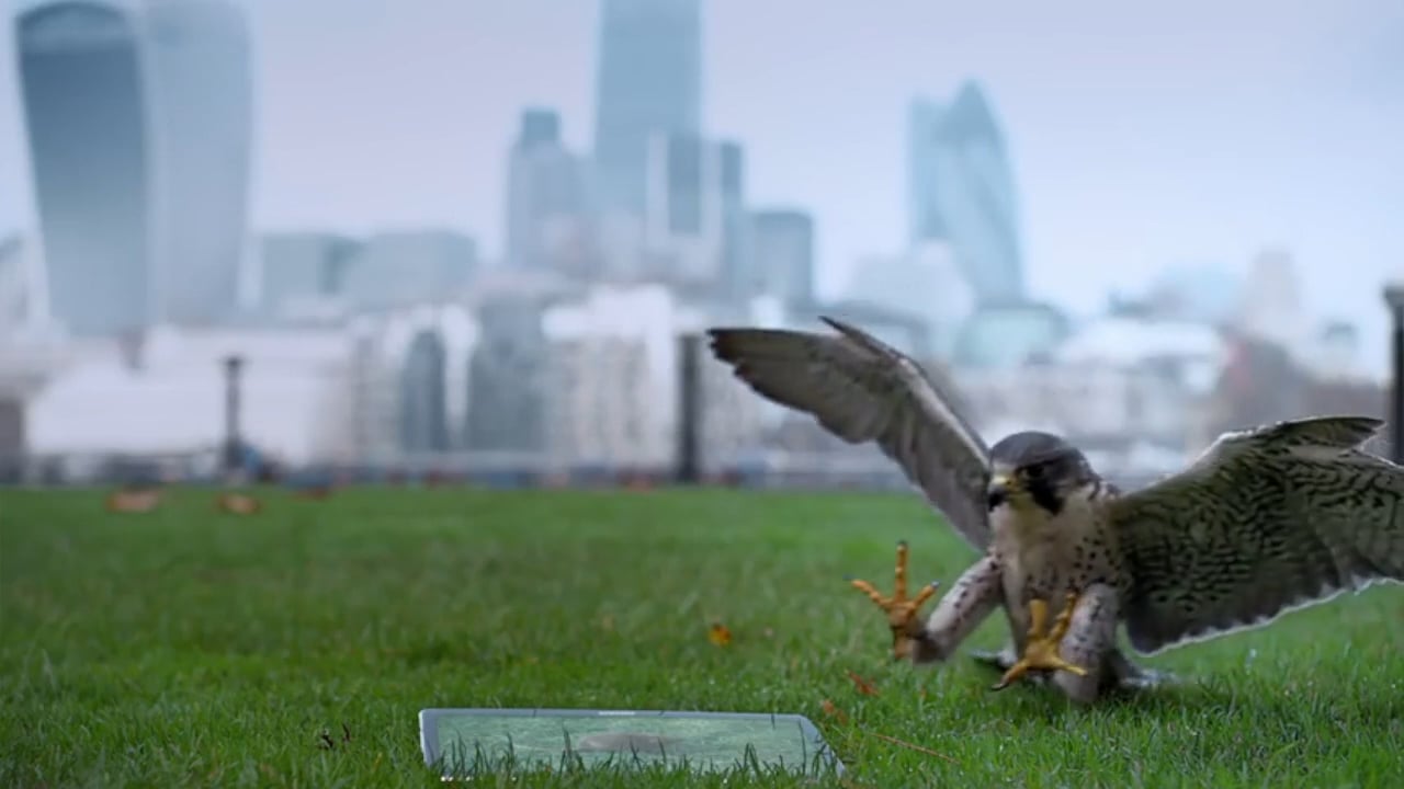 Samsung Falcon - A-Z Animals