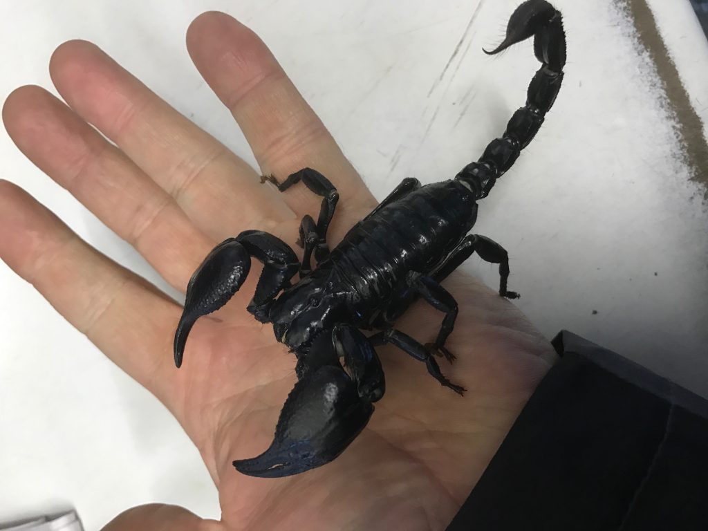 Scorpion Indian Giant - A-Z Animals